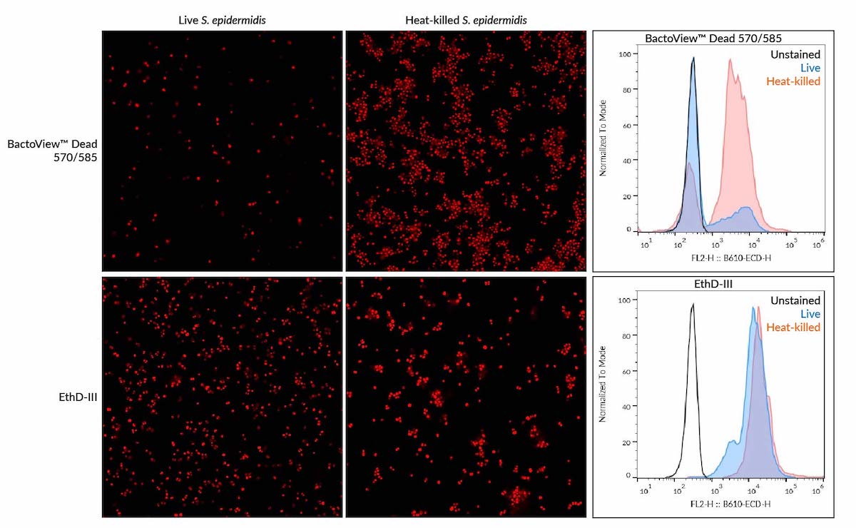 Biotium Introduces New Highly-Selective Stains For Both Gram-Positive ...