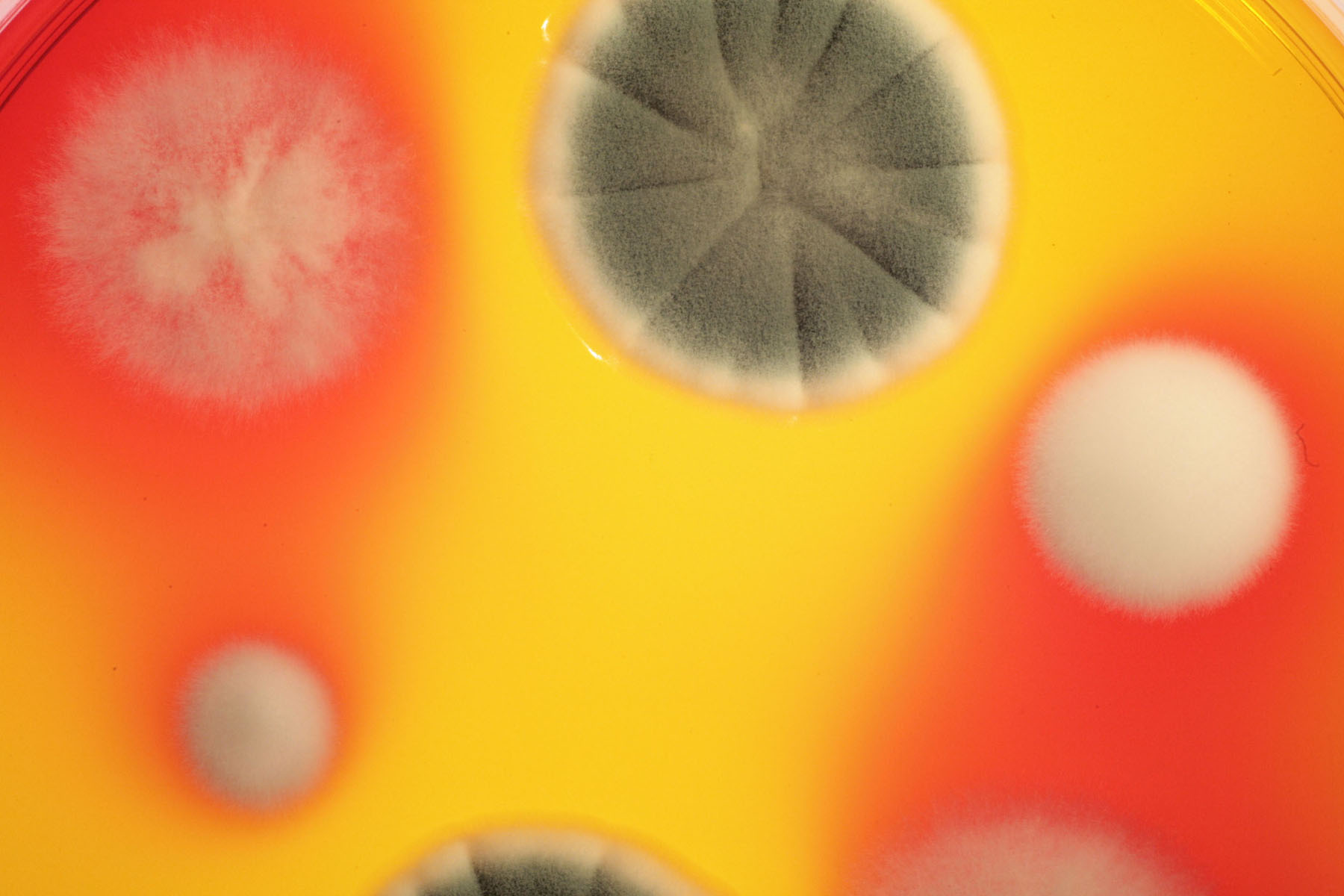 Lab M media for monitoring fungi in foods