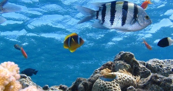 Learning the Microbead Lesson