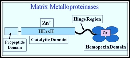 BioSupply offers a series of new matrix metalloproteinase assays