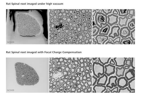 New Focal Charge Compensation mode for ZEISS field emission scanning ...