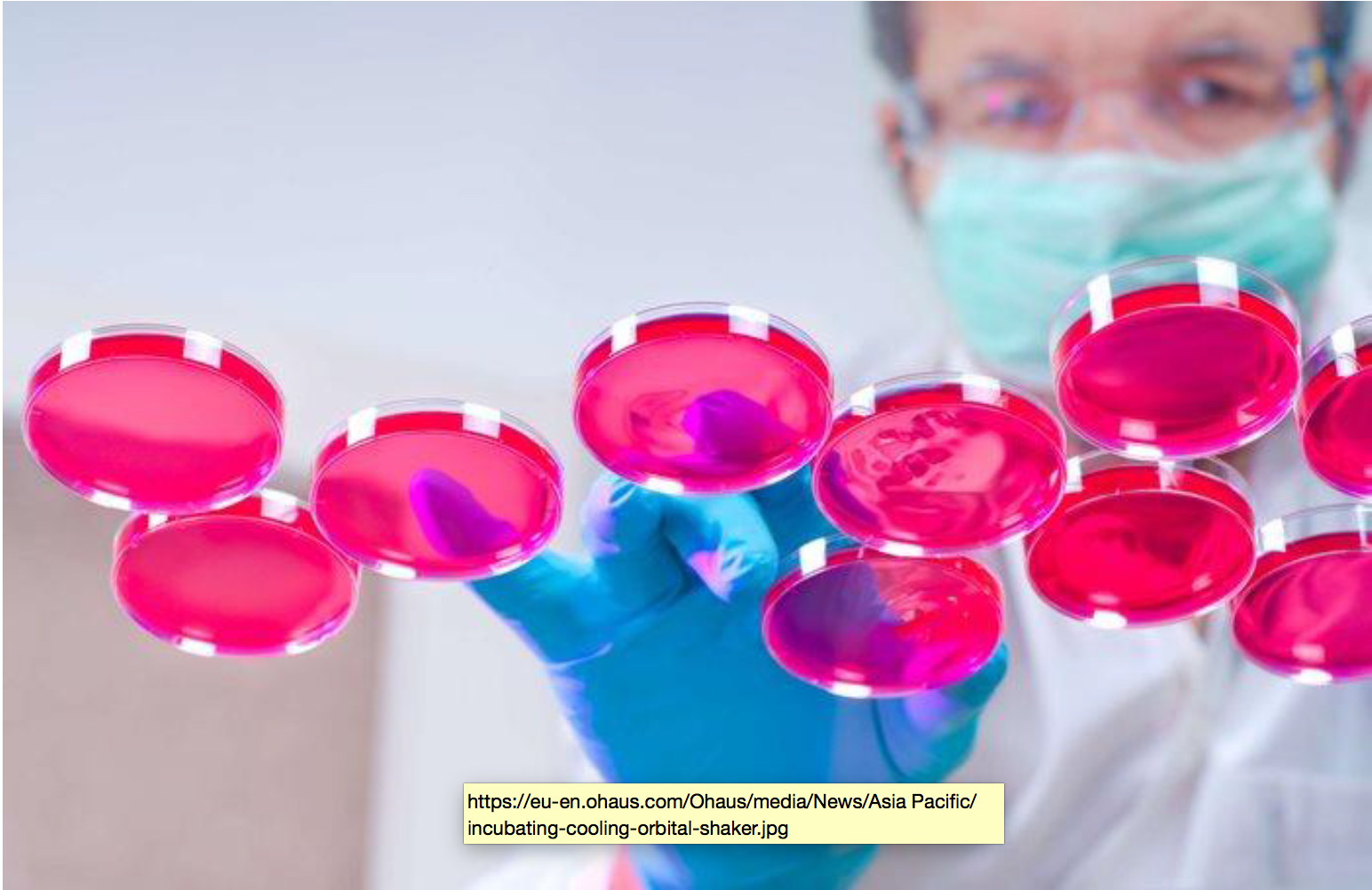 Cell Culture Applications for Cell Biology