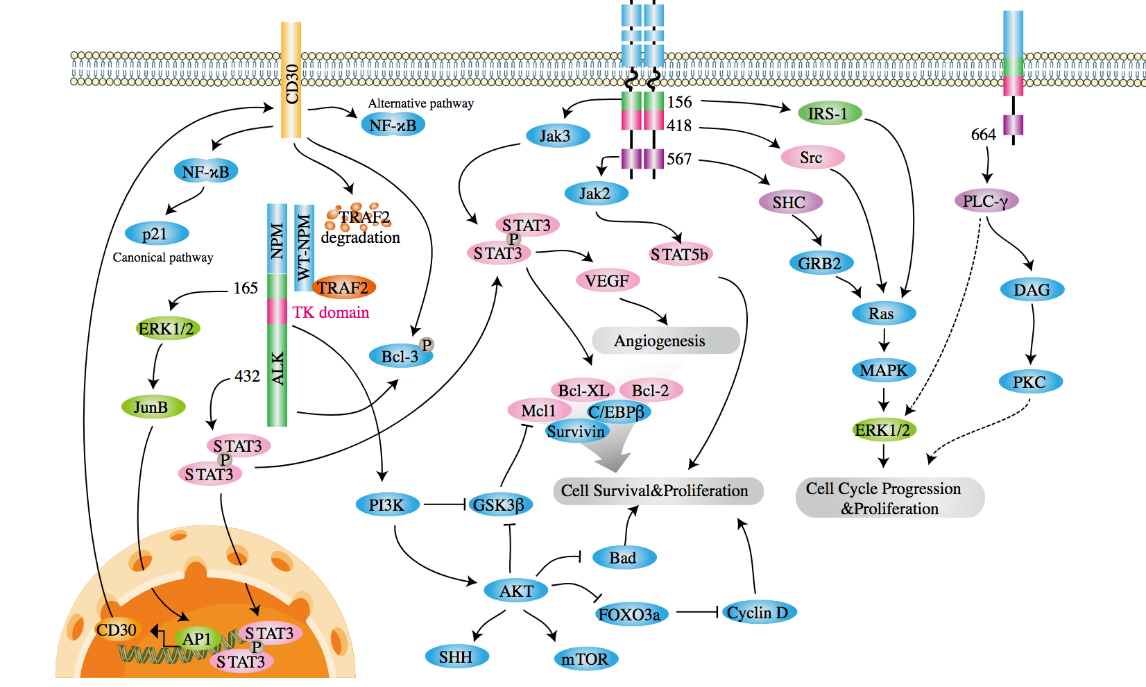 Creative Diagnostics Launches ALK Pathway for Immunology Researchers
